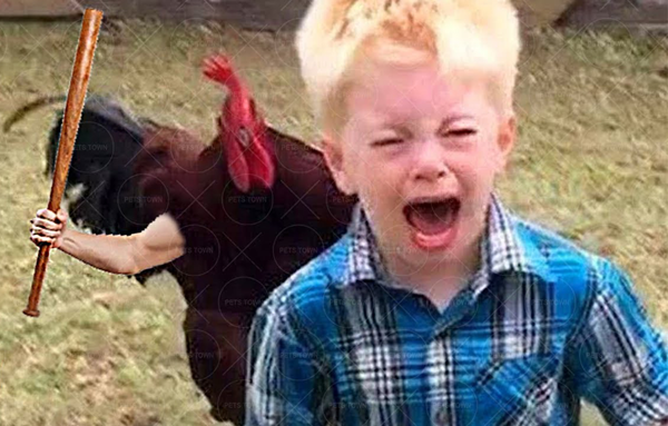 Ten Songs About Chickens (Arranged In Pecking Order) | FunHouse Radio